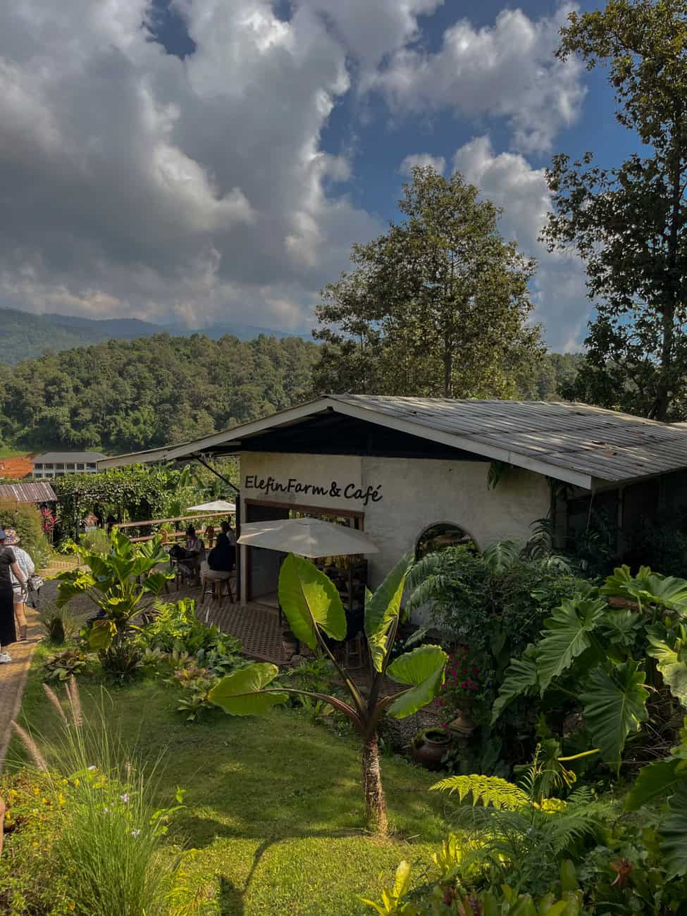 elefin farm and cafe best places to eat in chiang mai burmese restaurant - Adventures of Ace